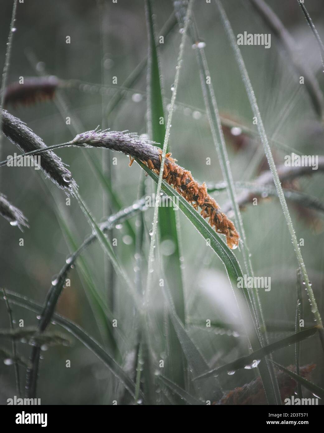 meadow fox tail in the morning mist and with water drops wet close-up ...