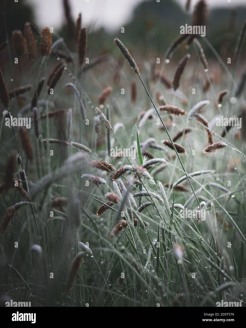 A field of meadow fox tail in the morning mist and with water drops wet ...