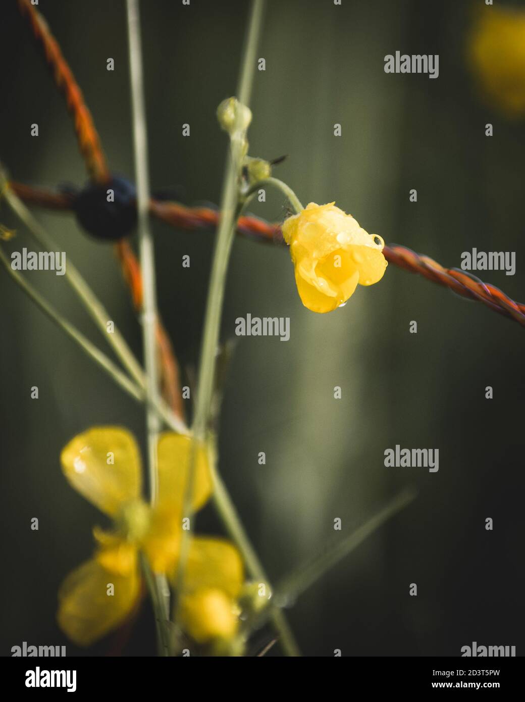 Crowfoot close-up yellow with water drops in the morning Stock Photo ...