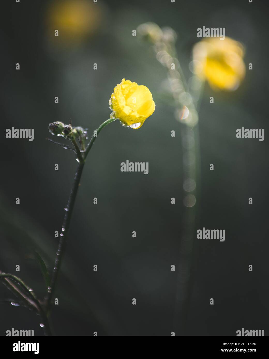 Crowfoot grass High Resolution Stock Photography and Images - Alamy