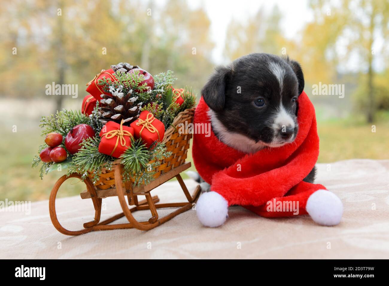 funny welsh corgi pembroke puppy with sled Stock Photo - Alamy