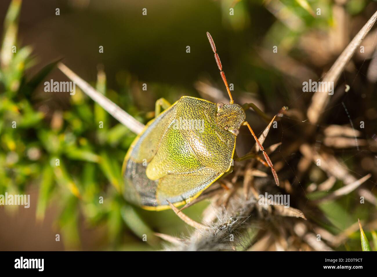 Piezodorus lituratus, Gorse Shieldbug (shield bug), an insect in the ...