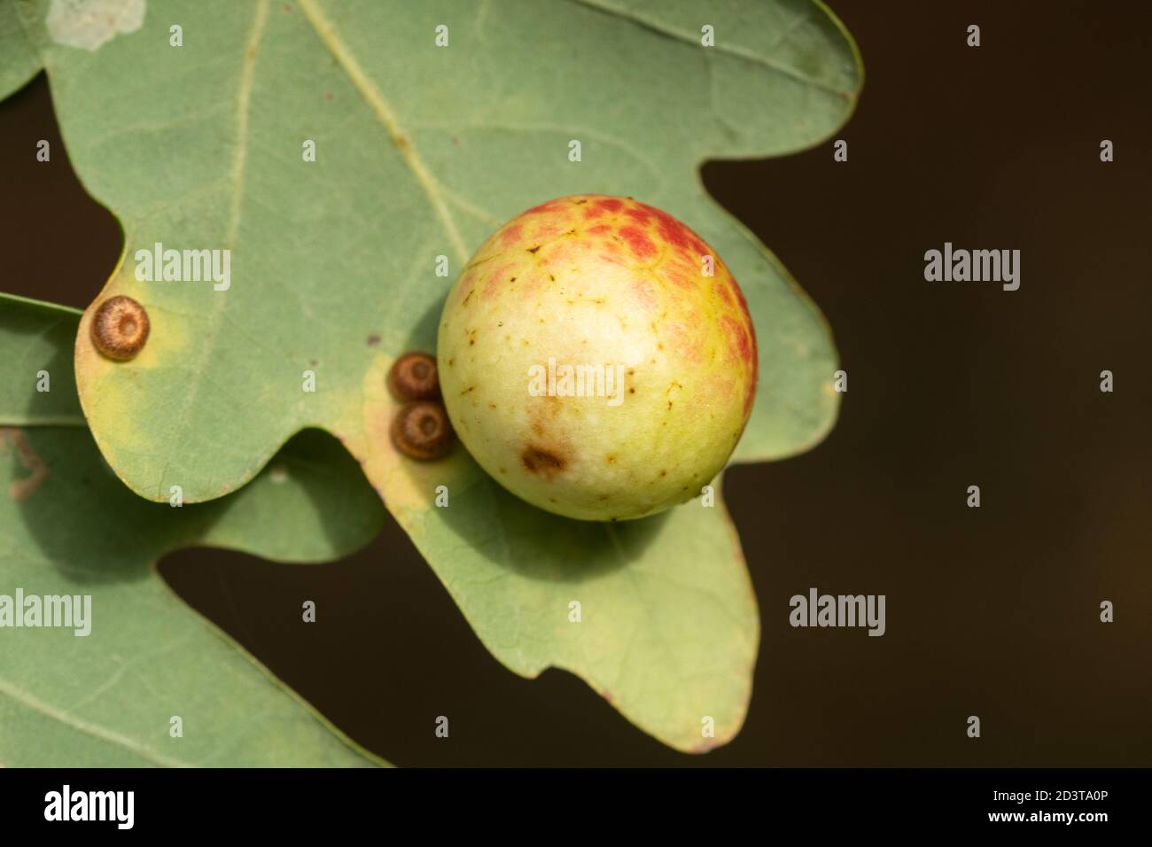Cherry gall on the underside of an English oak leaf caused by the gall ...