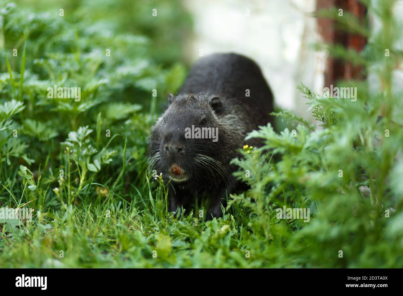 Black muskrat in the green grass goes about its business Stock Photo ...