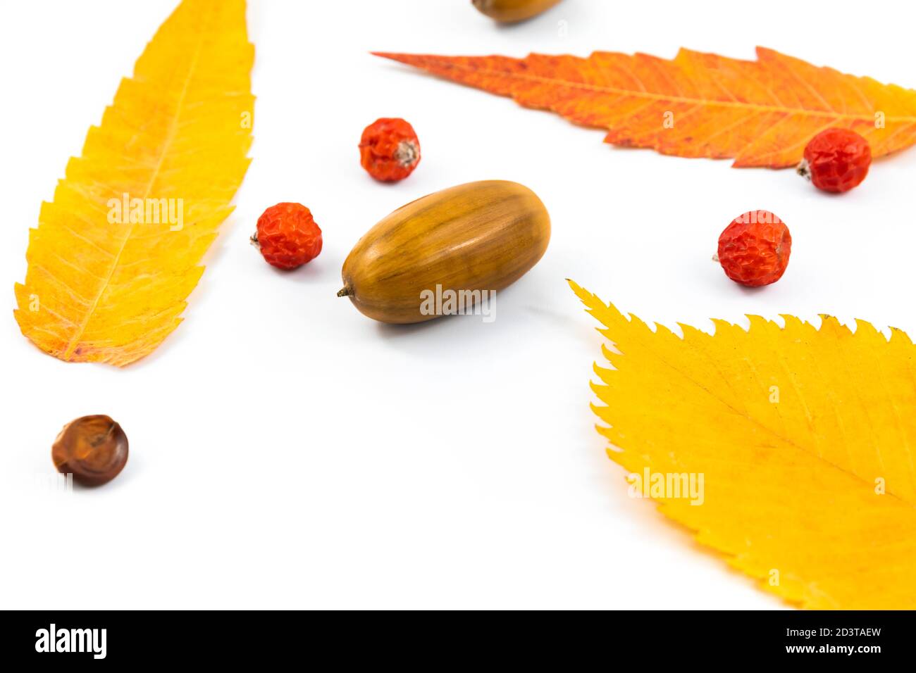 One acorn on white hi-res stock photography and images - Alamy
