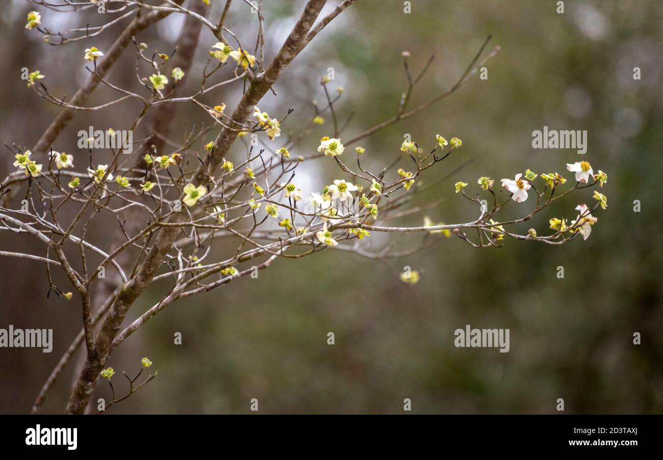 American flowering dogwood hi-res stock photography and images - Alamy