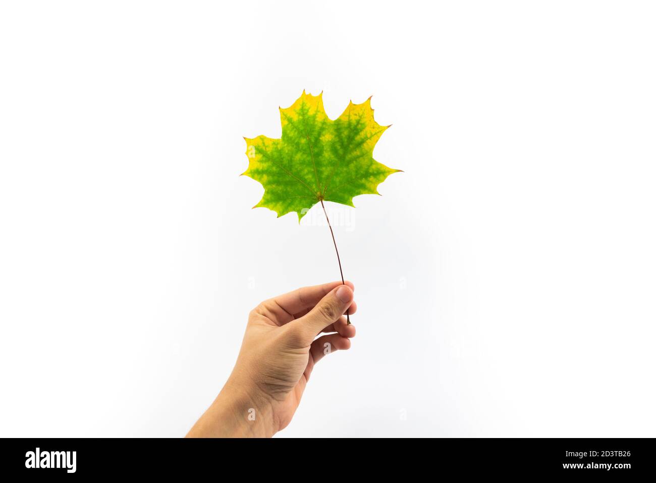 Autumn falling leaves isolated on white background Stock Photo - Alamy