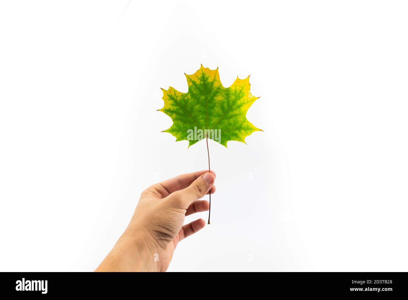 Autumn falling leaves isolated on white background Stock Photo - Alamy