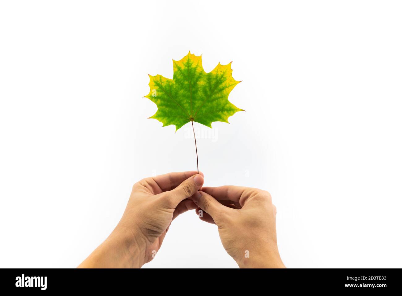 Autumn falling leaves isolated on white background Stock Photo - Alamy