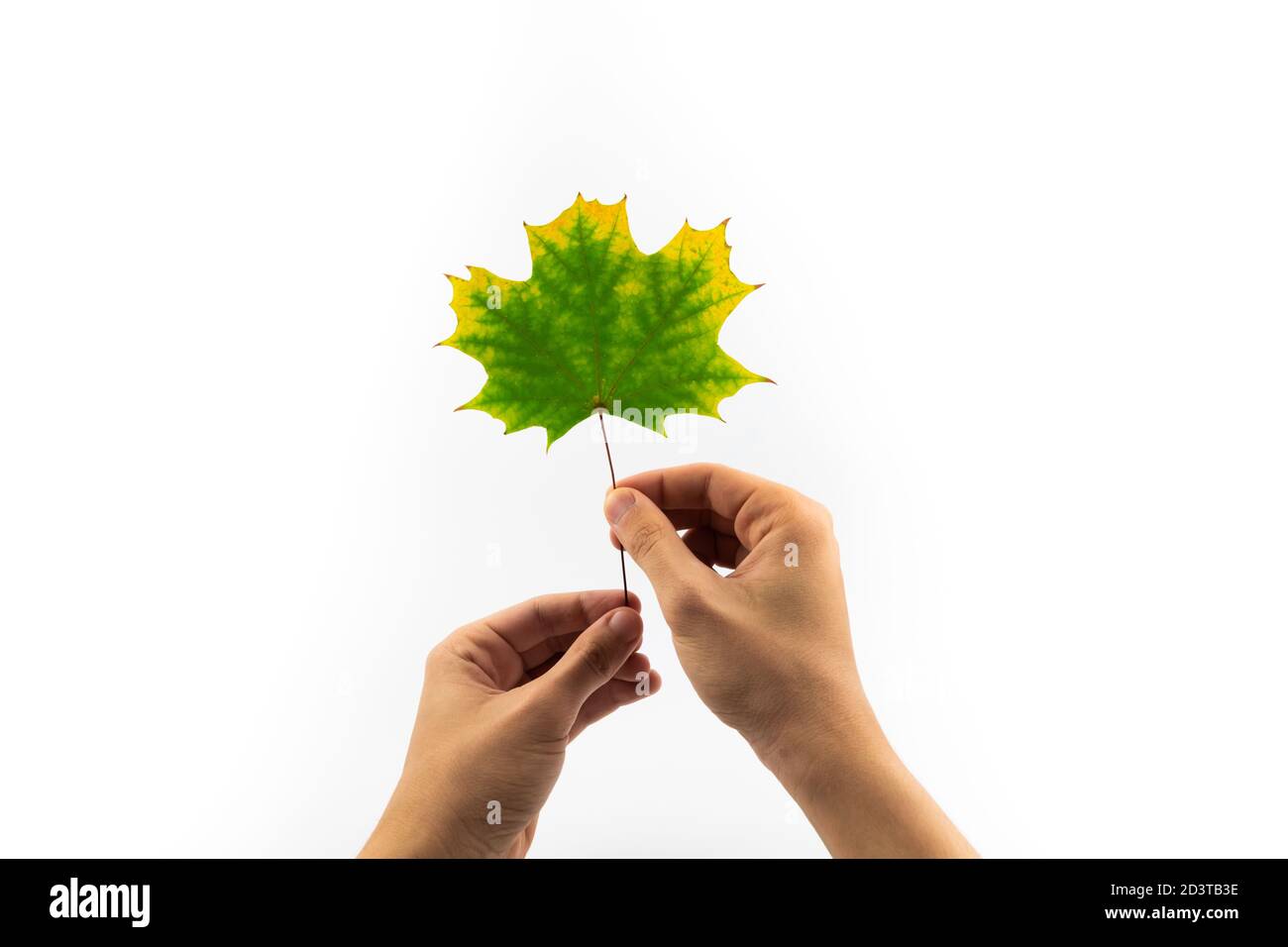 Autumn falling leaves isolated on white background Stock Photo - Alamy