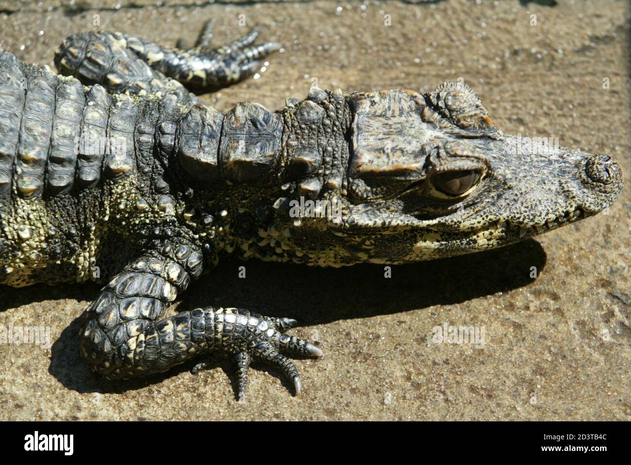 African dwarf crocodile hi-res stock photography and images - Alamy