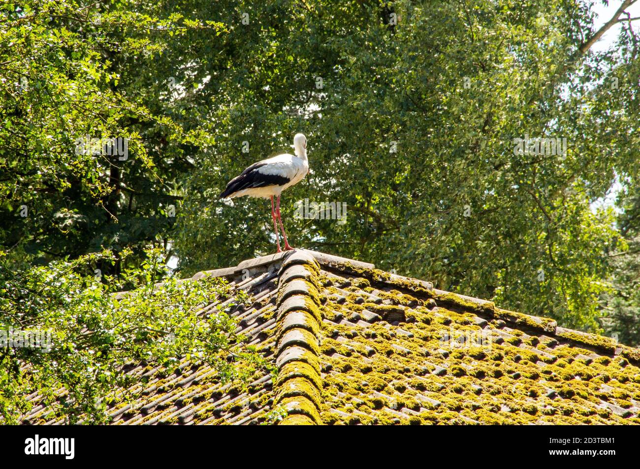 View of a white storks, Ciconia ciconia, also called rattle stork Stock ...