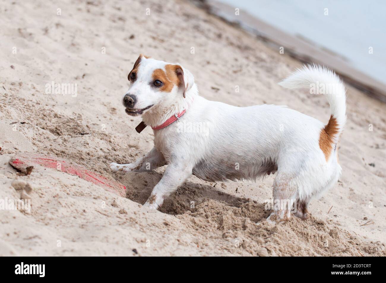 Jack Russell Terrier dog digging a hole on the beach Stock Photo - Alamy