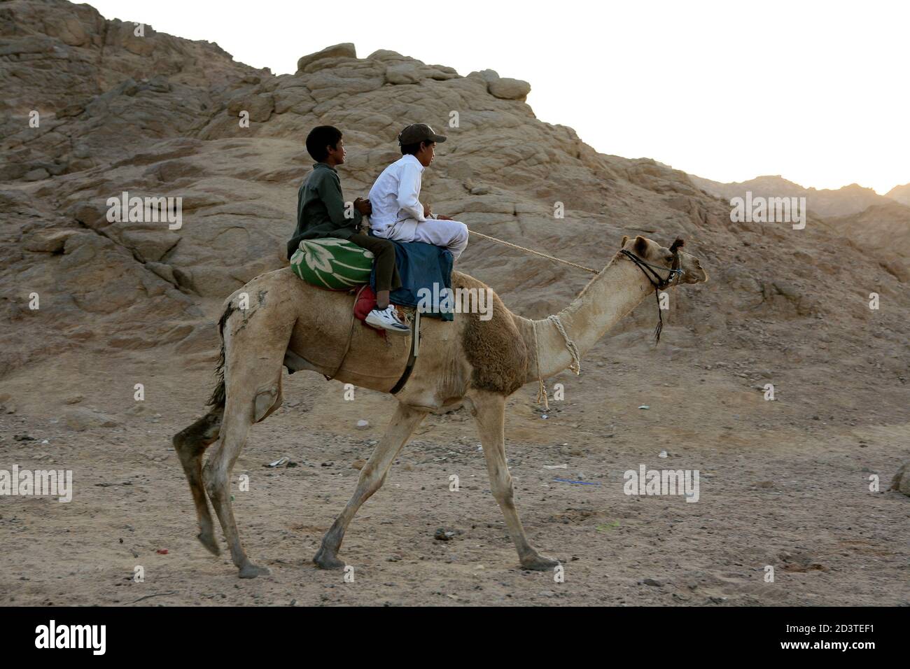 Arab man riding camel on hi-res stock photography and images - Alamy