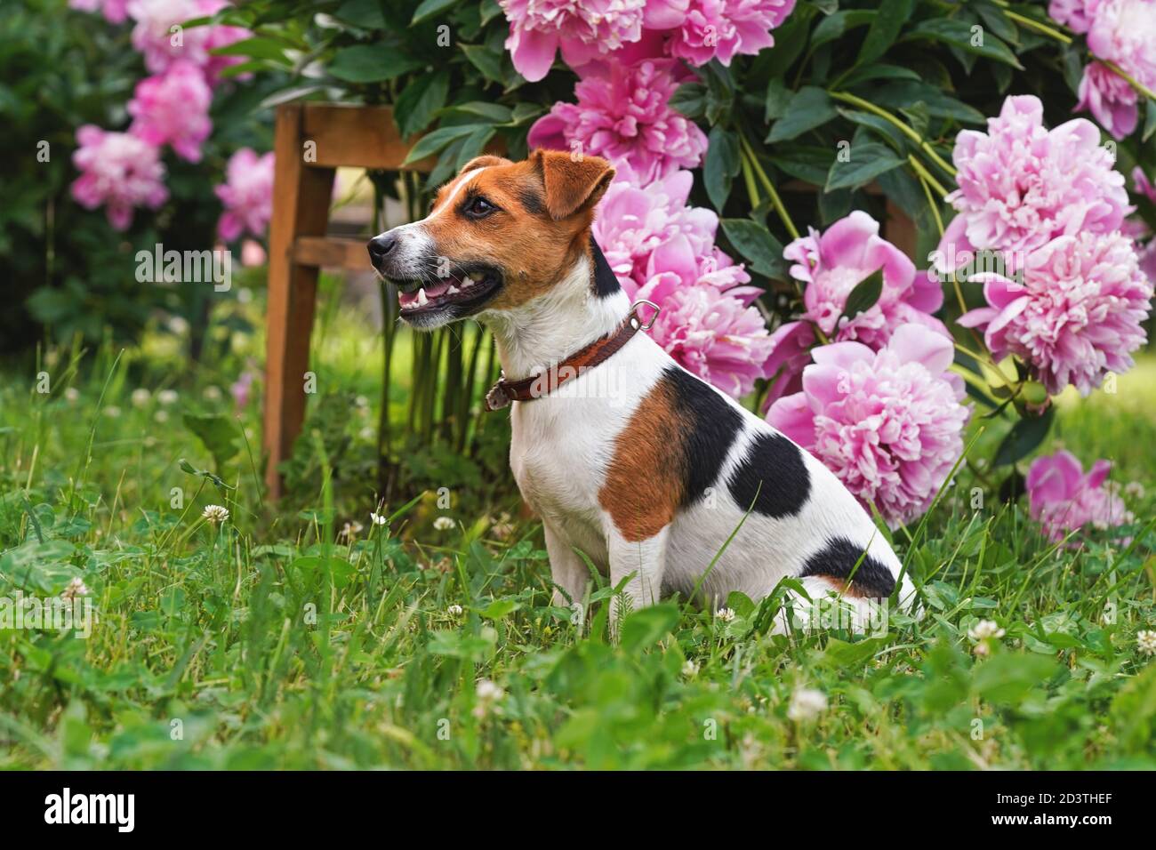 Small Jack Russell terrier sitting on grass with nice pink flowers ...