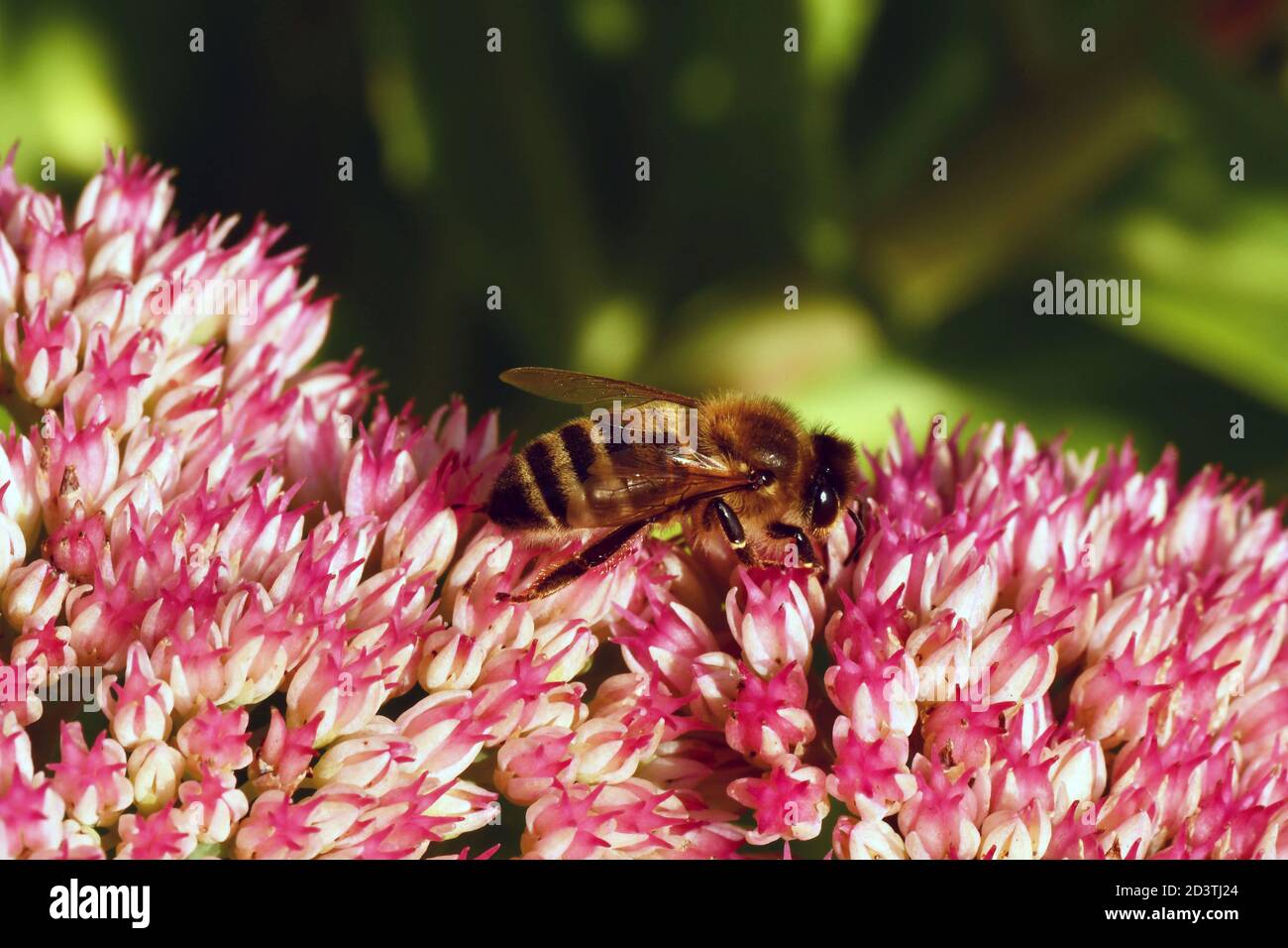Honey Bee (Apis mellifera), feeding on the nectar and pollinating the ...