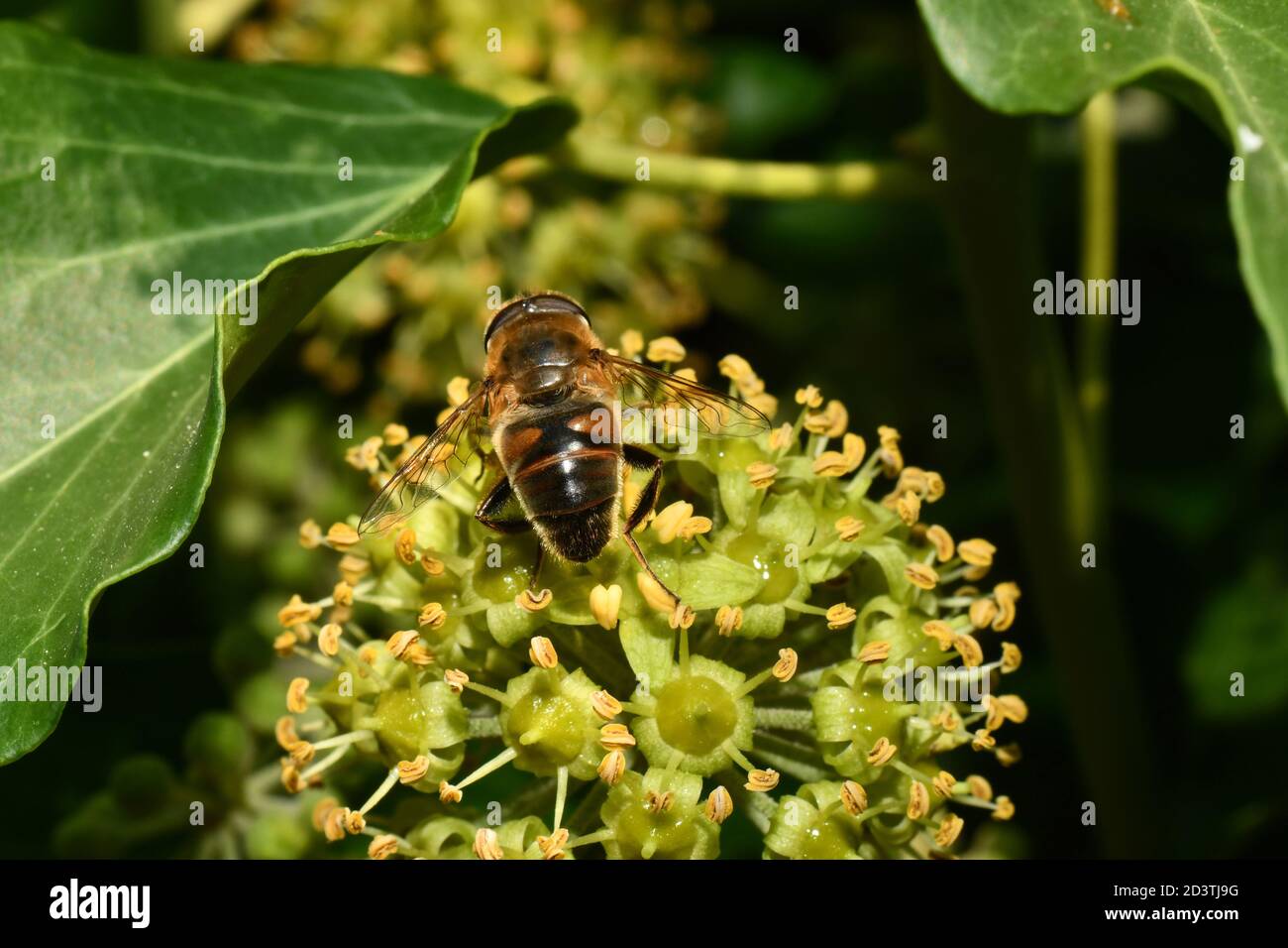 Ivy flower hi-res stock photography and images - Alamy