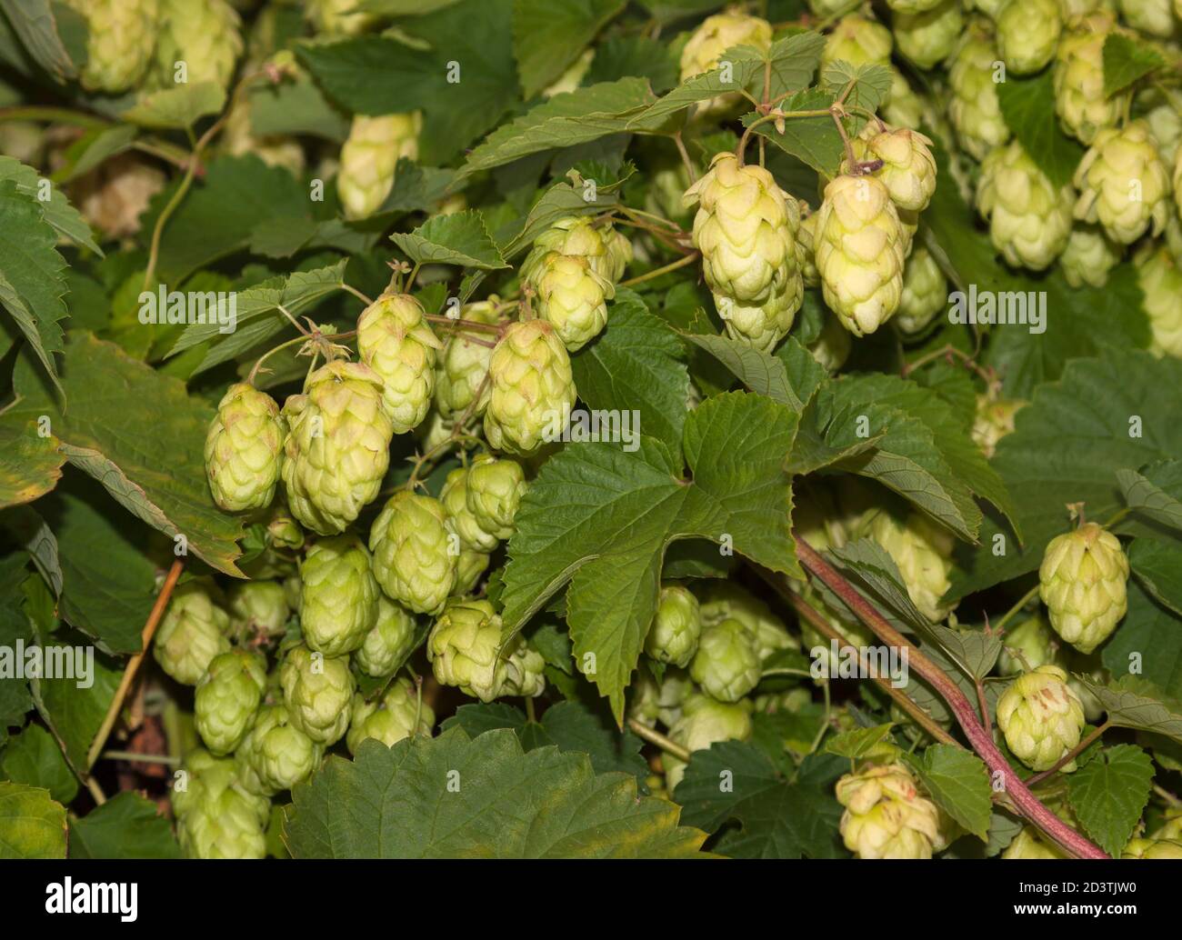 Humulus lupulus (common hop or hops) is a species of flowering plant in ...