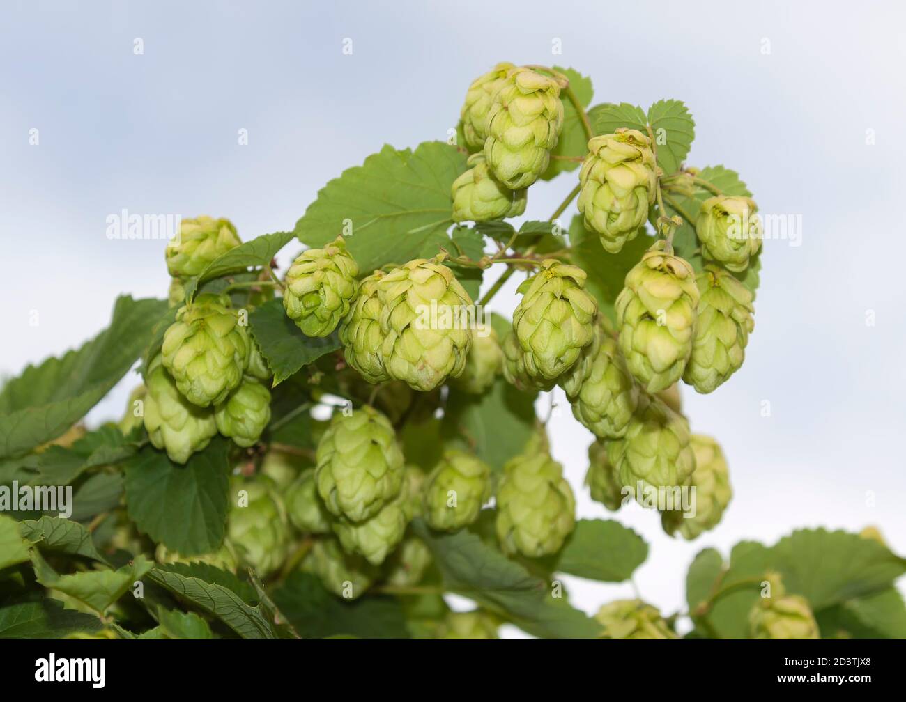 Humulus lupulus (common hop or hops) is a species of flowering plant in ...