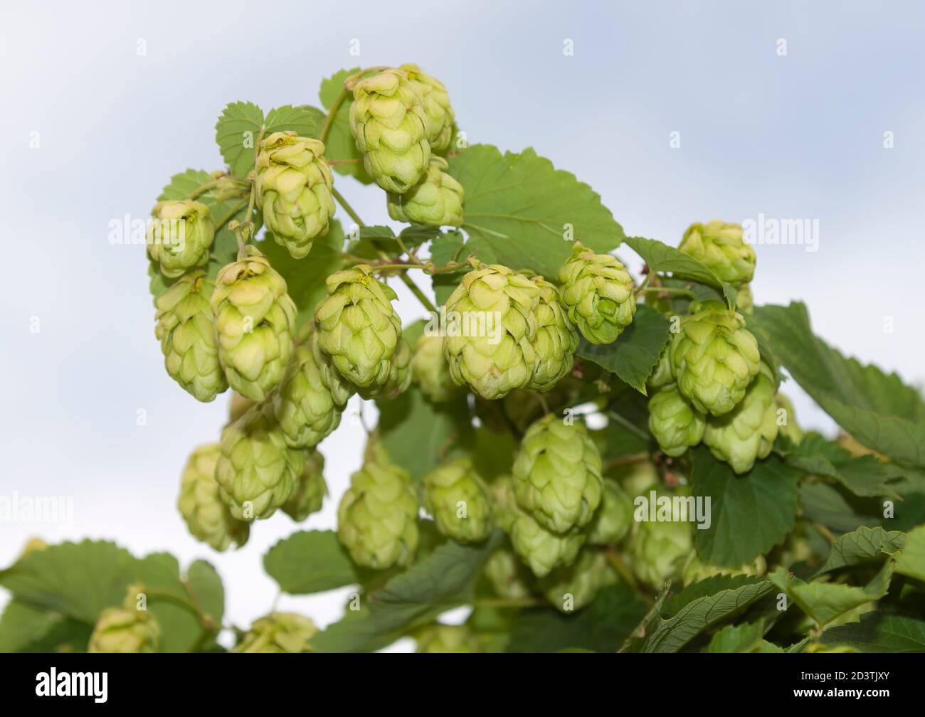 Humulus lupulus (common hop or hops) is a species of flowering plant in ...