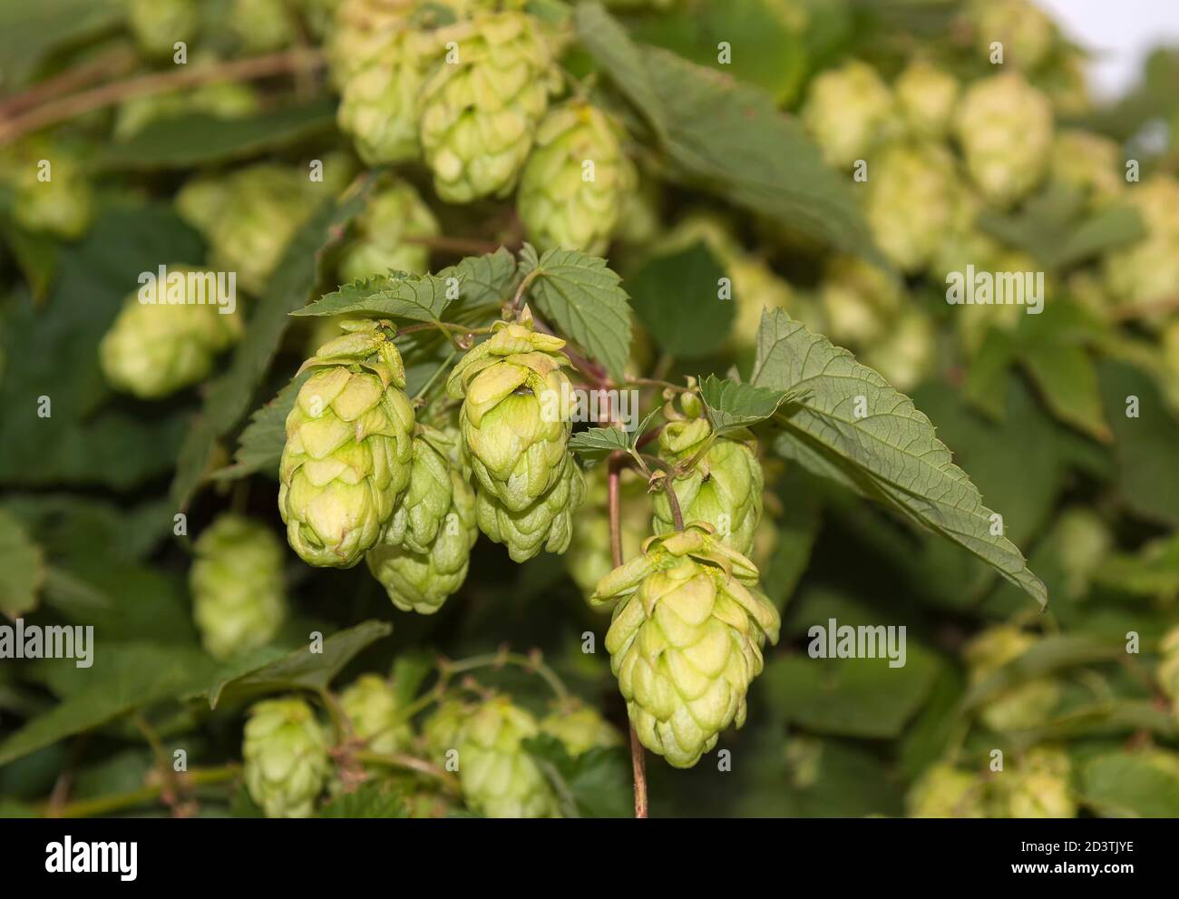 Humulus lupulus (common hop or hops) is a species of flowering plant in ...