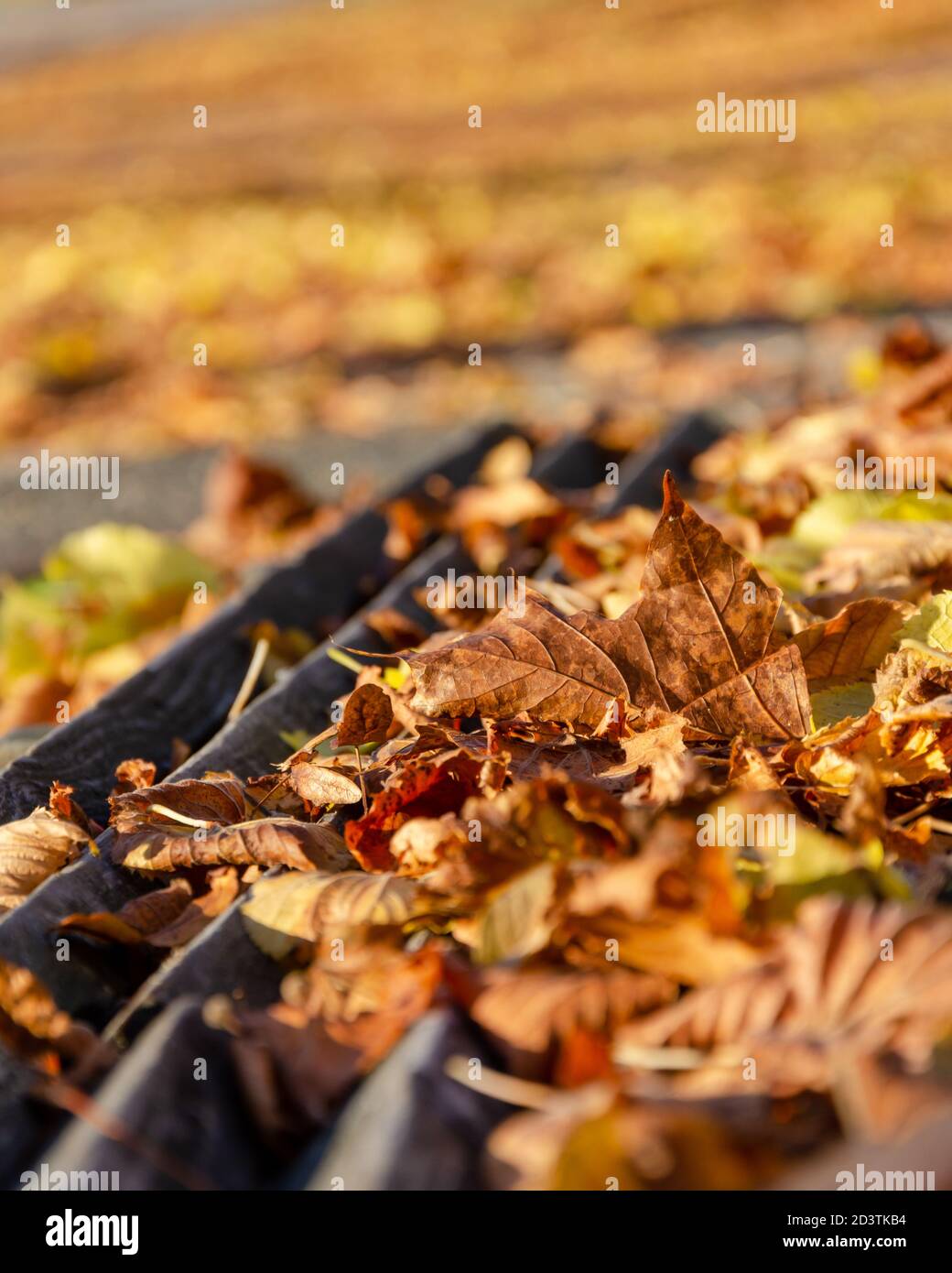 Vertical fall photography. Dried leaves on the ground Stock Photo - Alamy