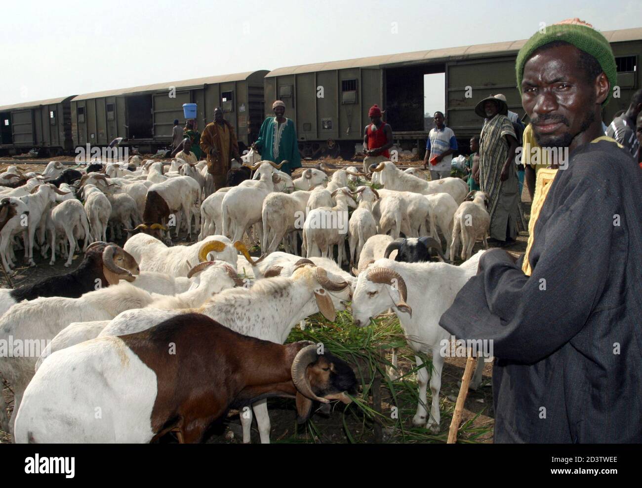 Mali agriculture cattle hi-res stock photography and images - Alamy