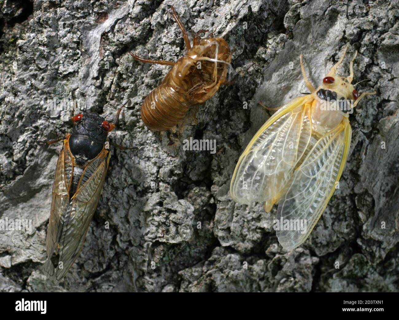 Mass emergence hi-res stock photography and images - Alamy