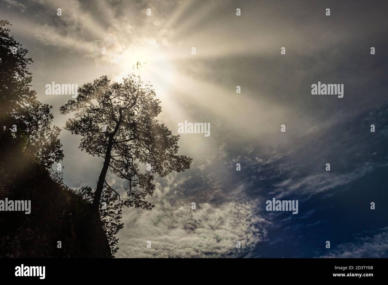 Back lit pine tree growing on a rock against summer sun Stock Photo - Alamy