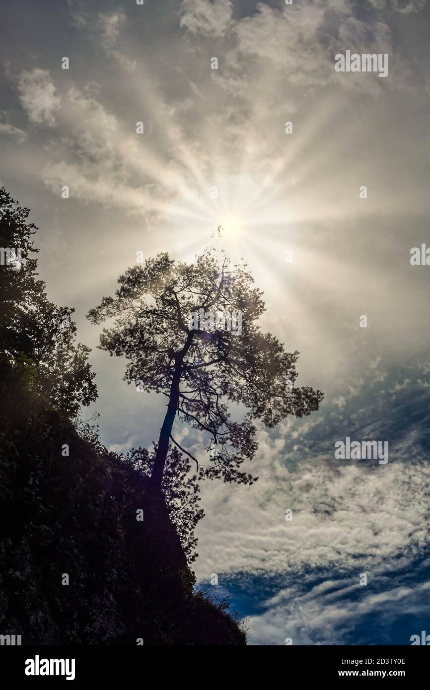 Back lit pine tree growing on a rock against summer sun Stock Photo - Alamy