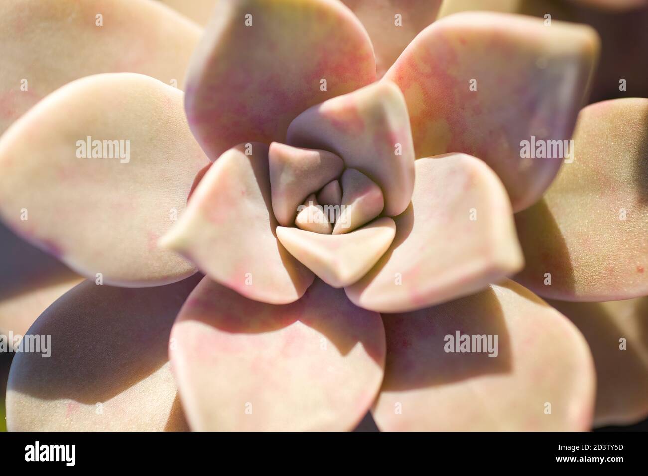 A ghost plant (Graptopetalum Paraguayense) with pink reflections viewed ...