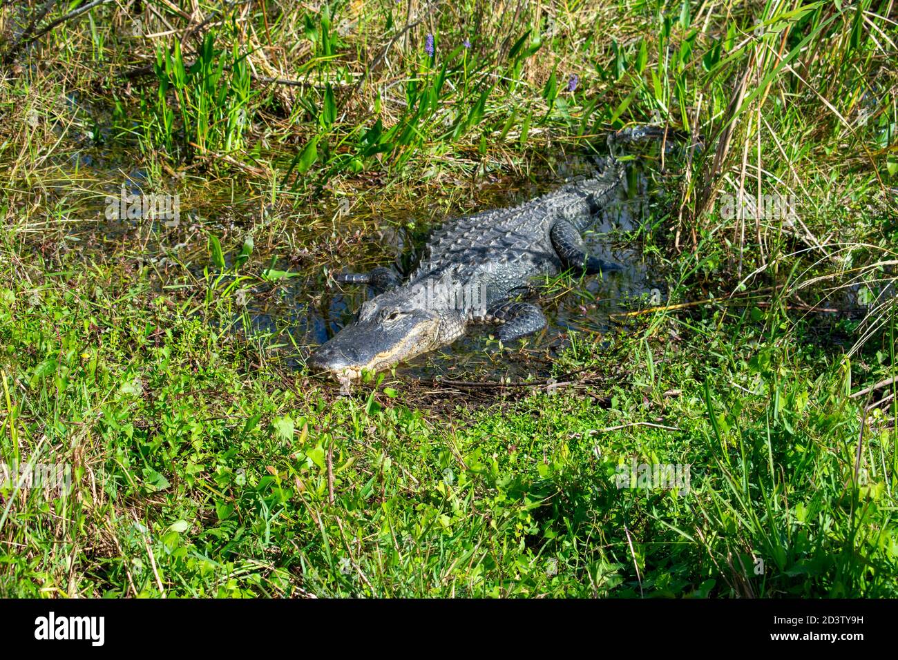 I took this on the Shark Valley Trail at the Everglades National Park ...