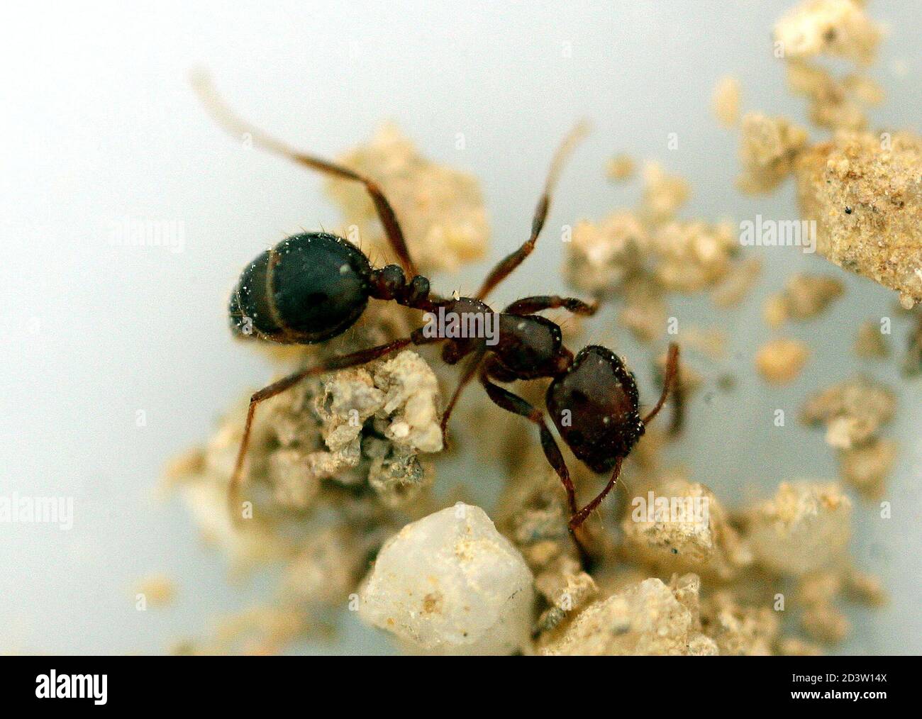 Fire ants human hi-res stock photography and images - Alamy