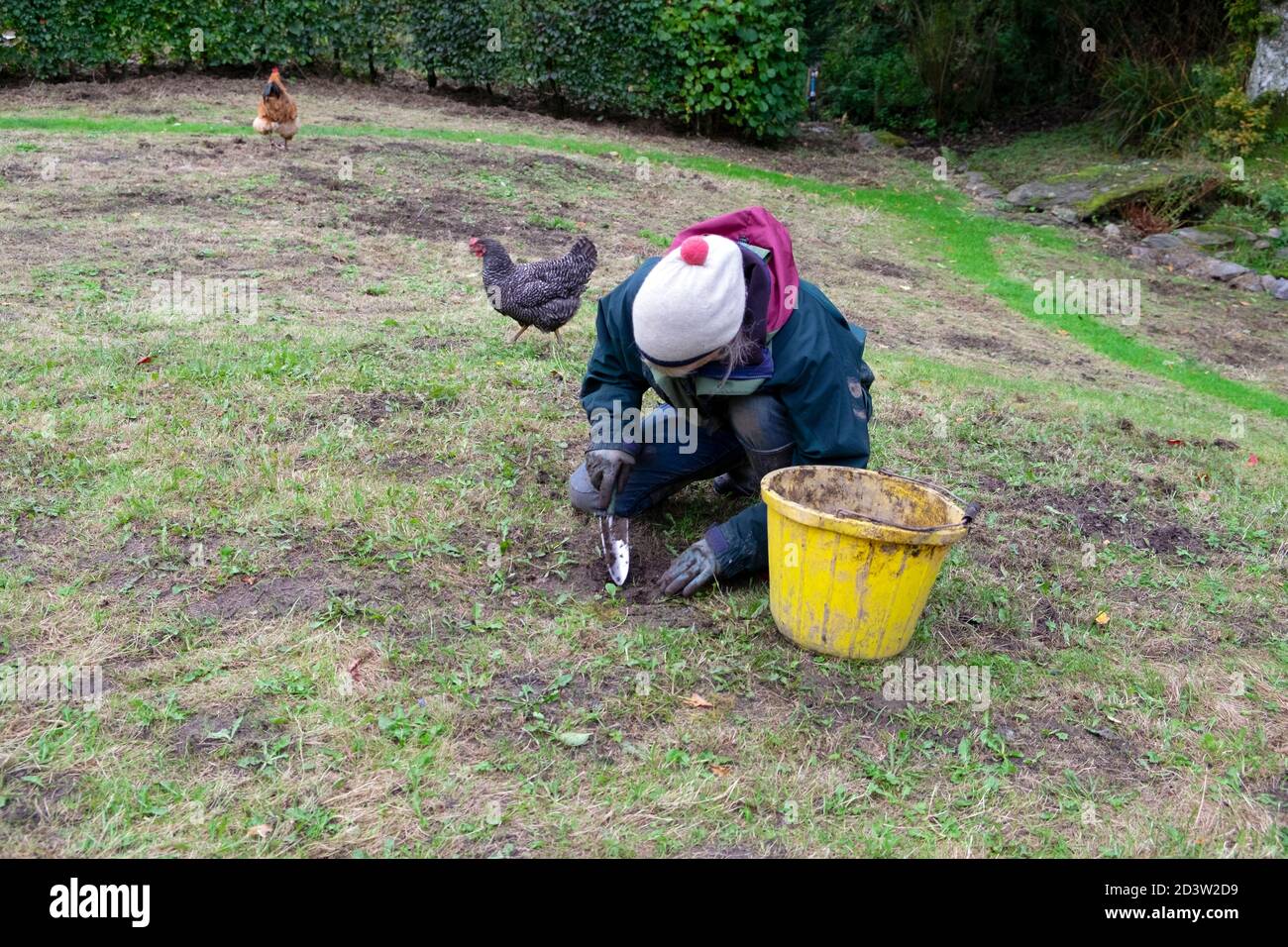 Woman digging hole in lawn area with trowel to transplant wildflower ...
