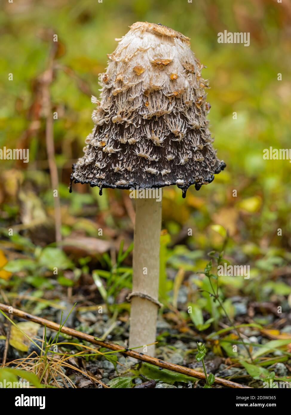 Coprinus Spores