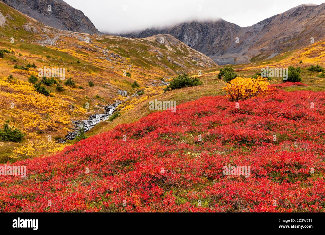 Alpine willow hi-res stock photography and images - Alamy
