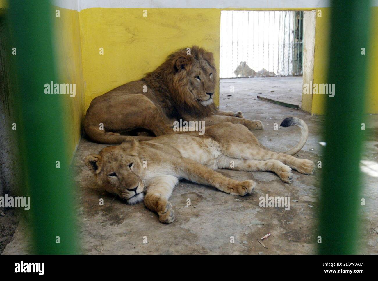 The neglected lion hi-res stock photography and images - Alamy