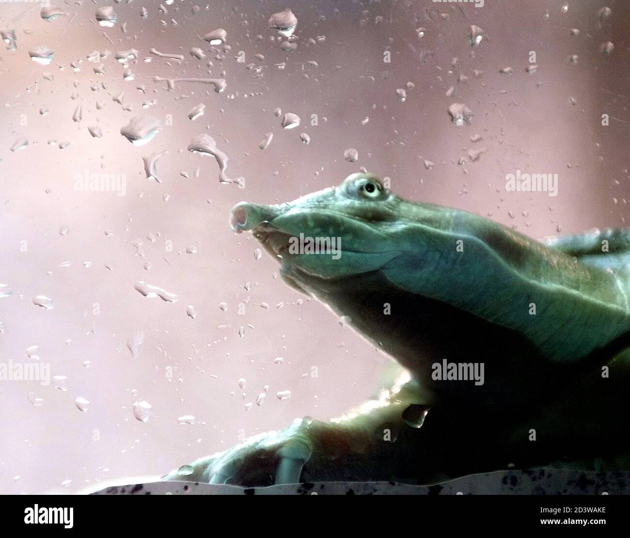 Chinese softshell turtle hi-res stock photography and images - Alamy