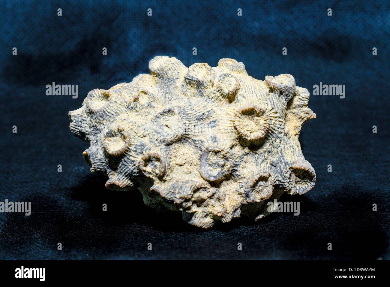Devonian extinction hi-res stock photography and images - Alamy