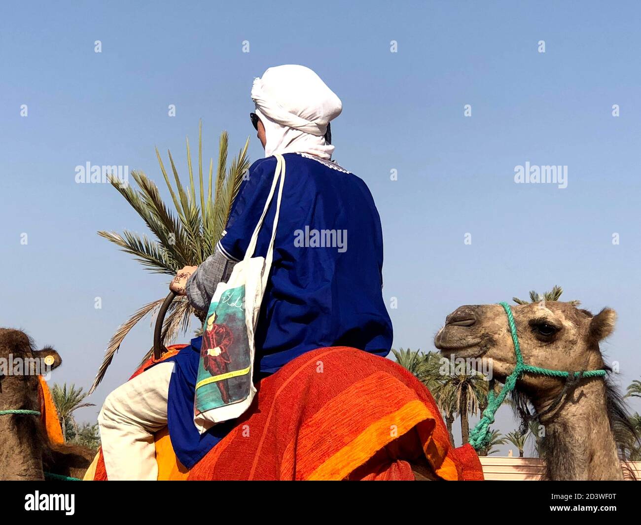 Tourist woman rides a camel during the tourist camel tour Stock Photo ...