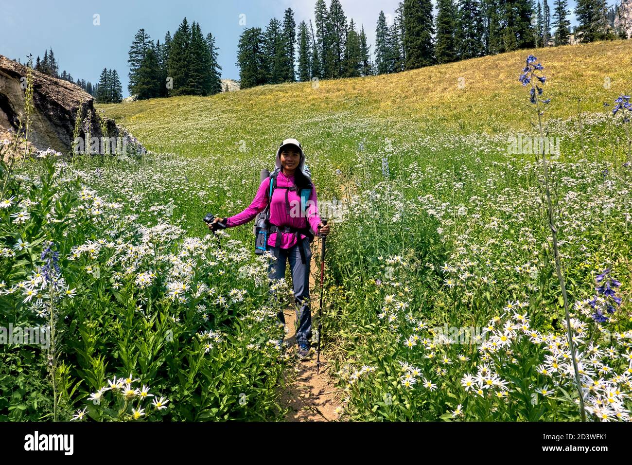 Aster wildflowers hi-res stock photography and images - Alamy