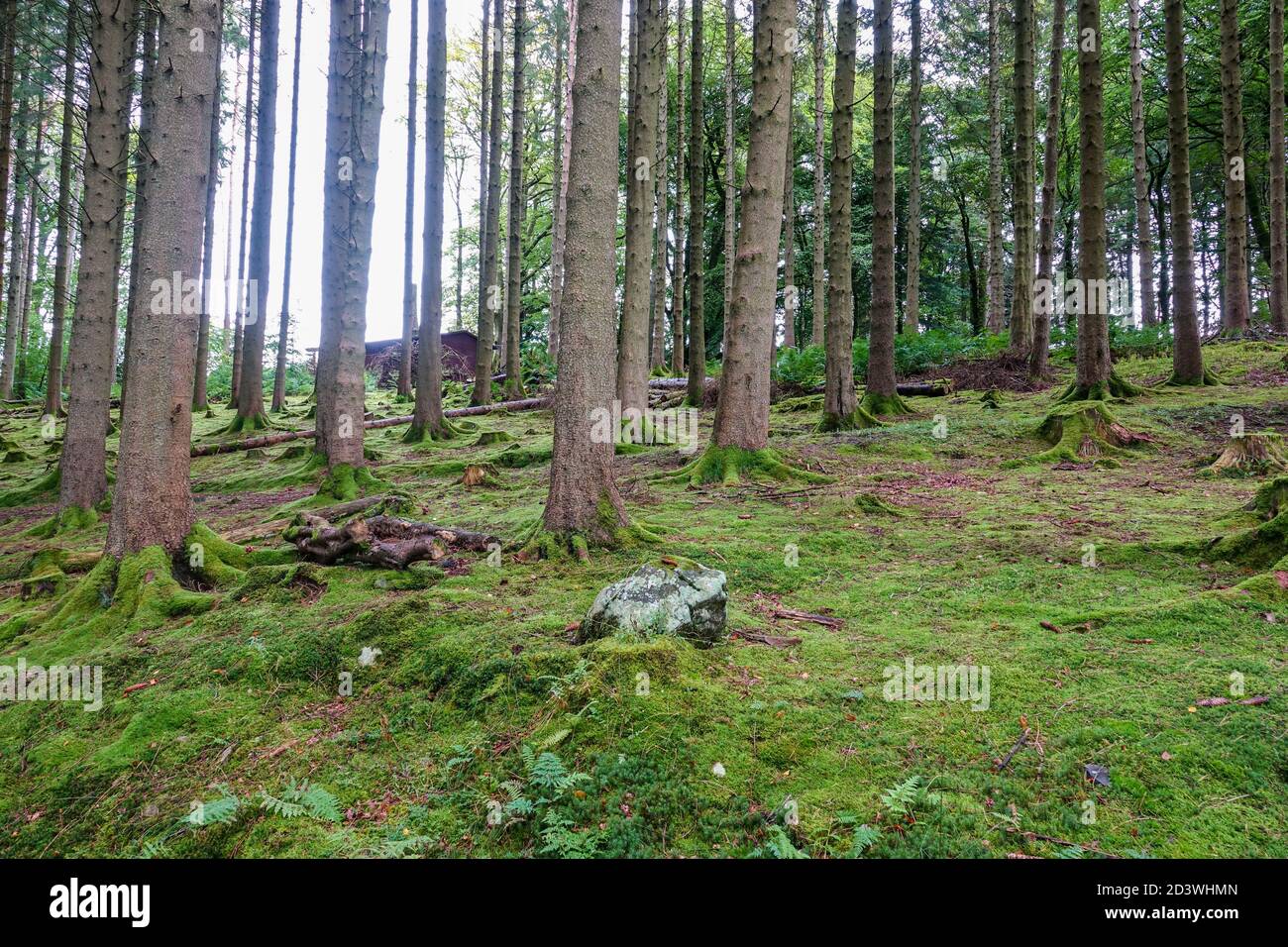 Conifer forest floor hi-res stock photography and images - Alamy