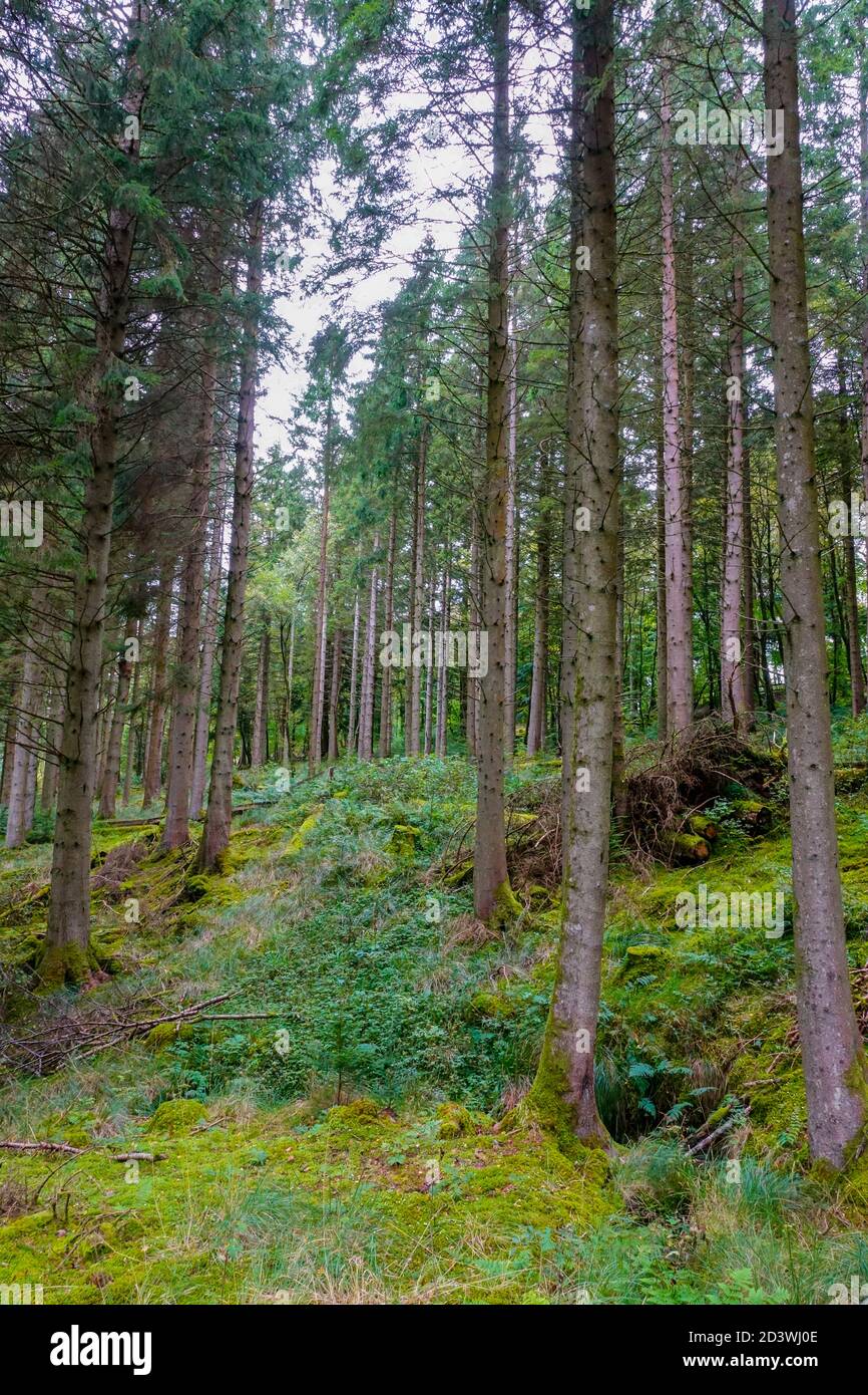 Moss Covered Forest Floor High Resolution Stock Photography and Images ...