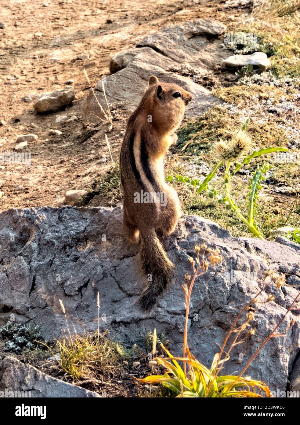 Chipmunk cheeks hi-res stock photography and images - Alamy