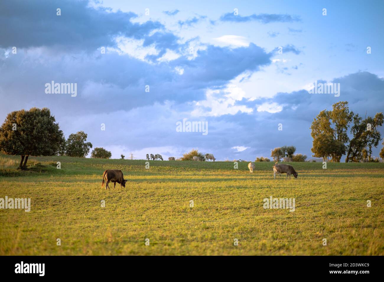Cows pasturing on a grass field meadow under a cloudy sky Stock Photo ...