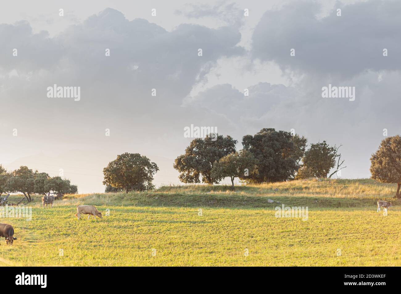 Cows pasturing on a grass field meadow under a cloudy sky Stock Photo ...