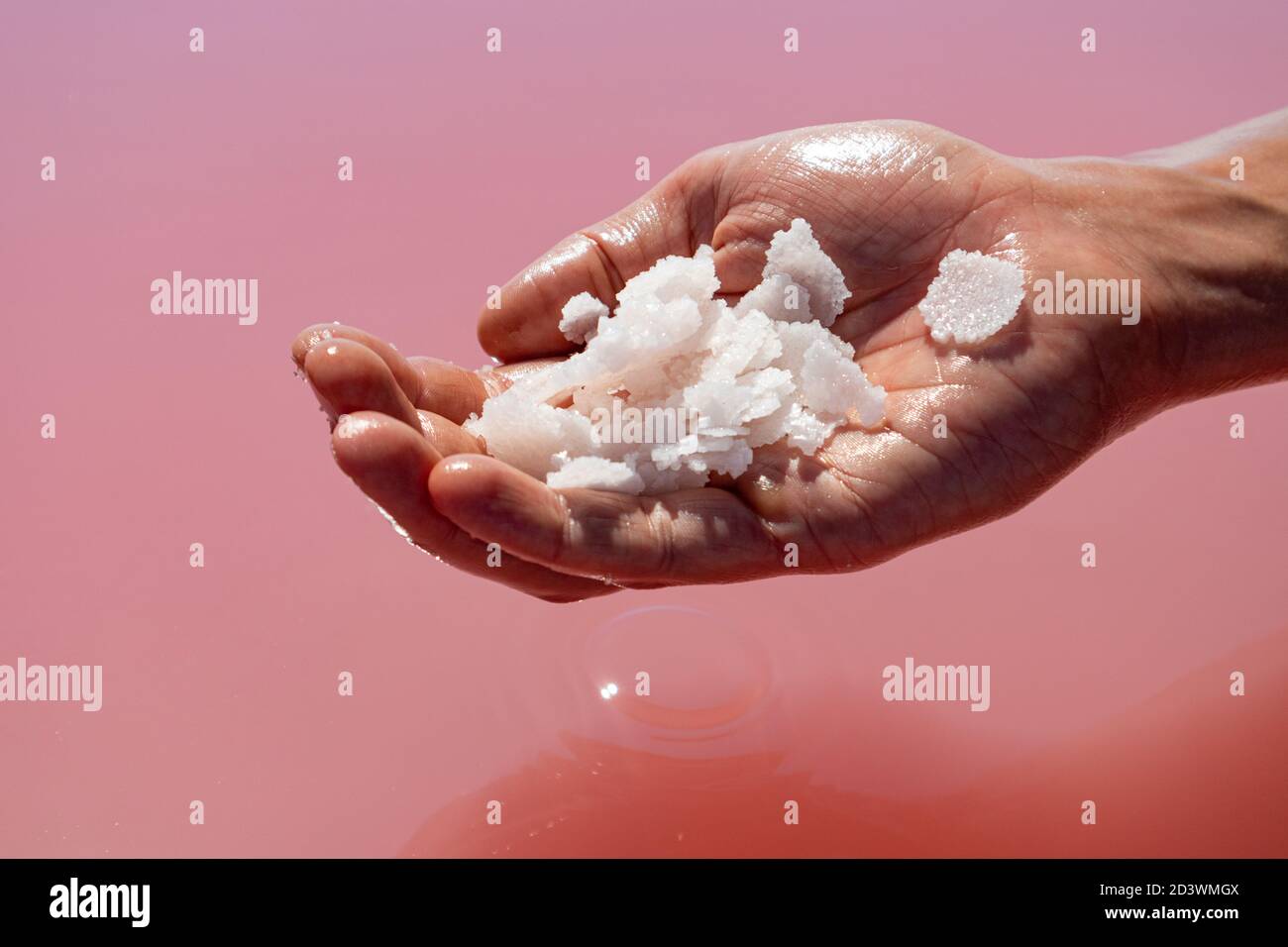 Hand holding bunch of pink white salt flakes crystals above pink ...