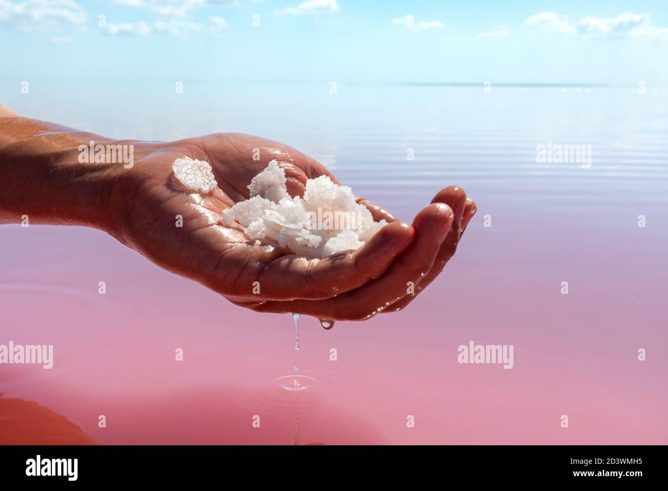 Hand holding bunch of wet pink white salt flakes crystals above pink ...