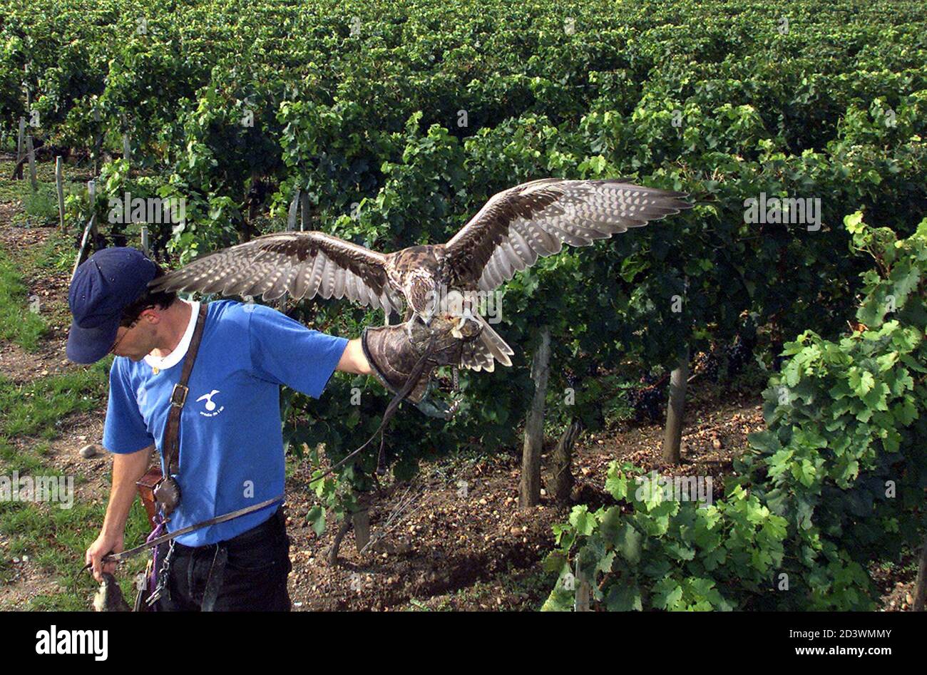 Falcon master hi-res stock photography and images - Alamy