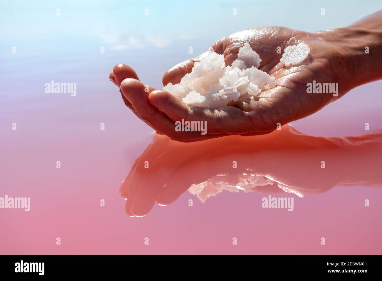 Hand holding bunch of pink white salt flakes crystals above pink lake ...